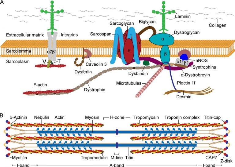 Muscular Tension and Muscle Growth