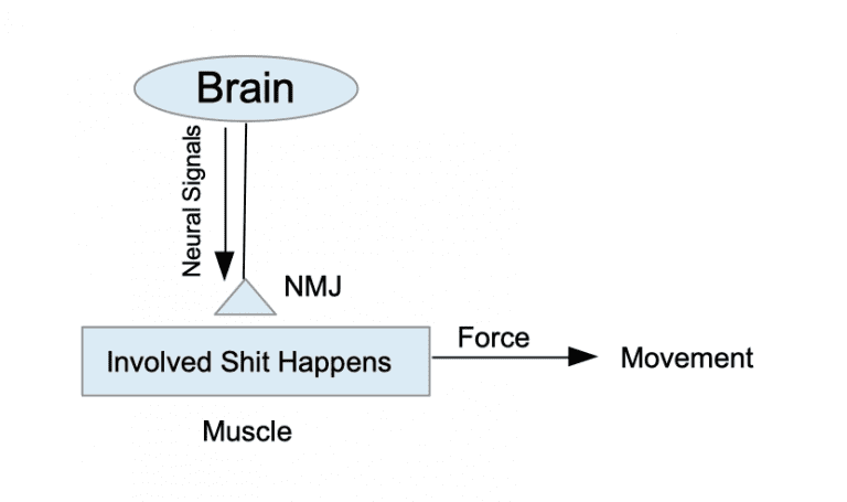 What is Muscular Failure: Definitions